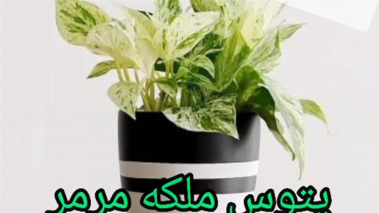 نحوه مراقبت وشرایط نگهداری گل نکات مهم کلیدی کامل از گیاه آپارتمانی